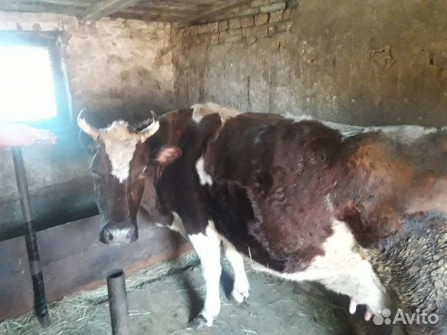 Корова, племенные овцы