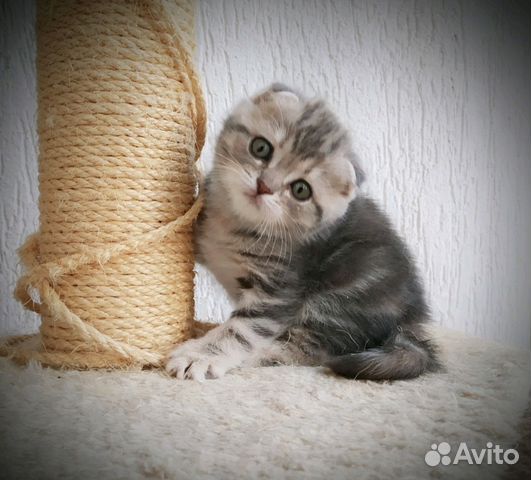 Шотландская девочка (скоттиш-фолд)