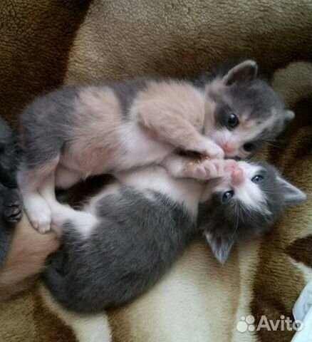 Осталось две девочки Девочкам один месяц Отдам в х