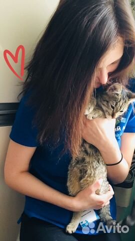 Отдаю котёнка с преданными