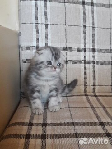 Британская кошечка