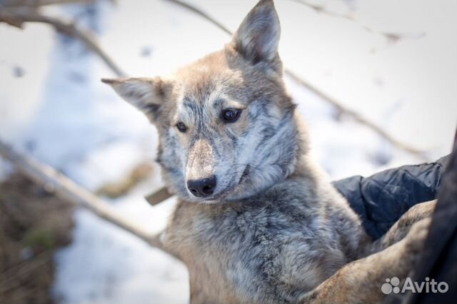 Редкой красоты щенок-лисичка