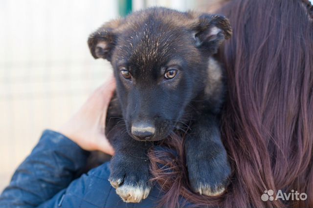 Супер весёлый щенок ищет дом