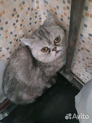 Кошечка ищет новых хозяев