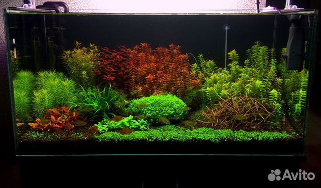 Аквариумное растение Ротала Макрандра грин и други