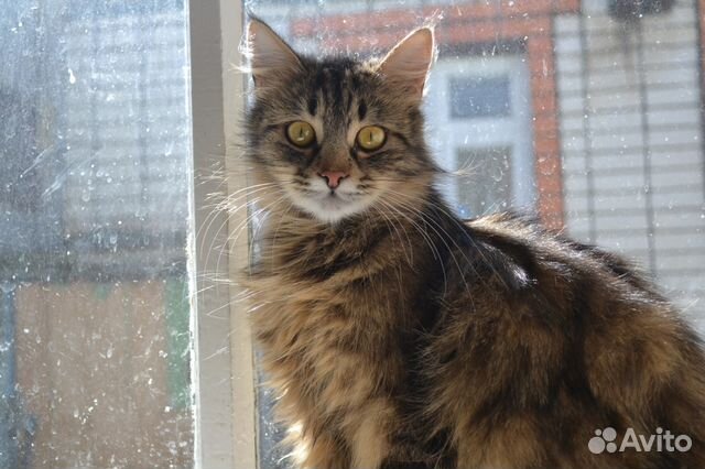 Кошечка в хорошие руки