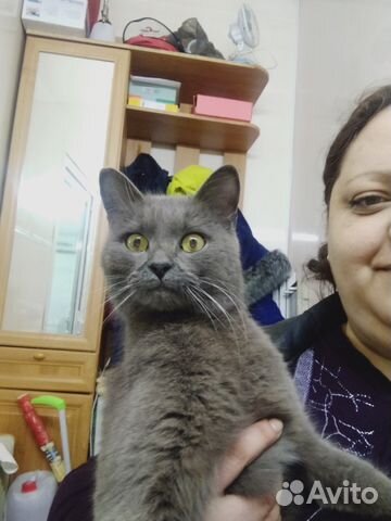 Ищу хозяев ласковому котику-найден на кулакова
