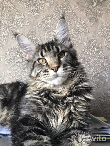 Мейн кун котенок - Рей