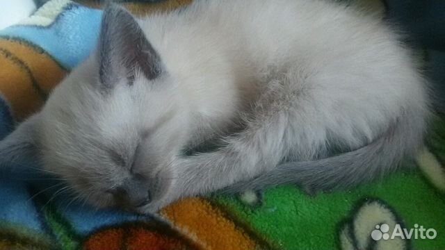 Сиамец котенок в добрые руки
