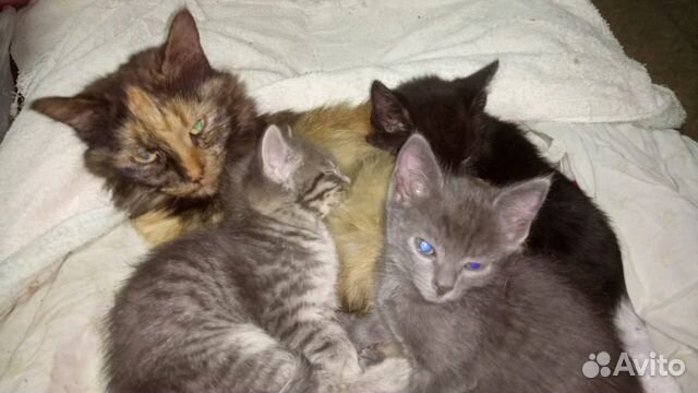Котята домашние девочки 2мес