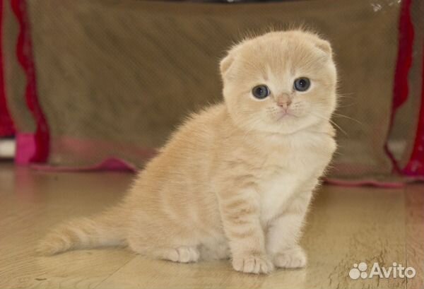 Шотландский вислоухий котик