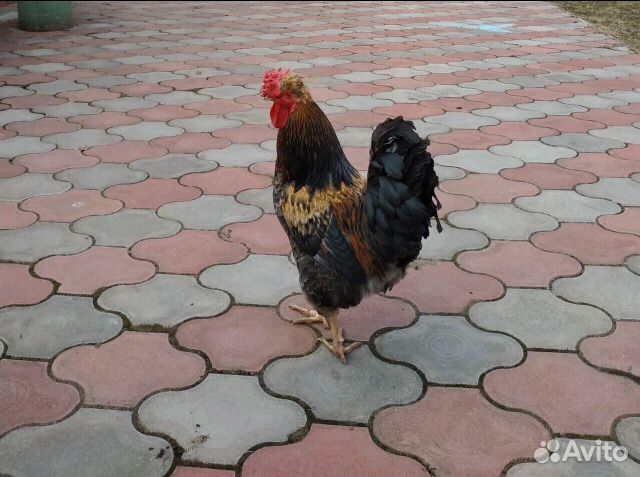 Петух
