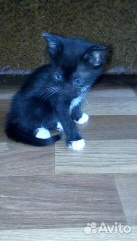 Чёрный котёнок в белых носочках