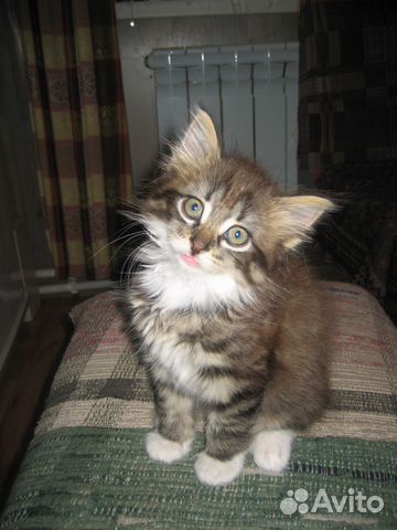 Пушистая кошечка