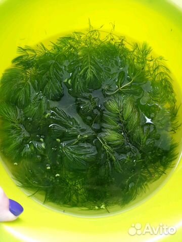 Роголистник