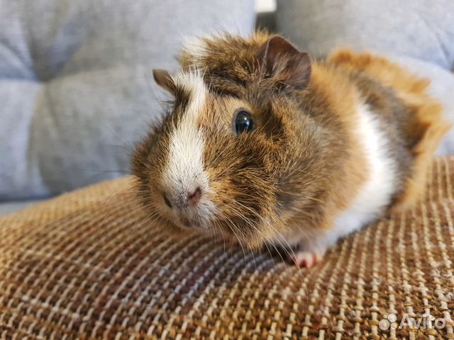 Морские свинки. Самец и самка