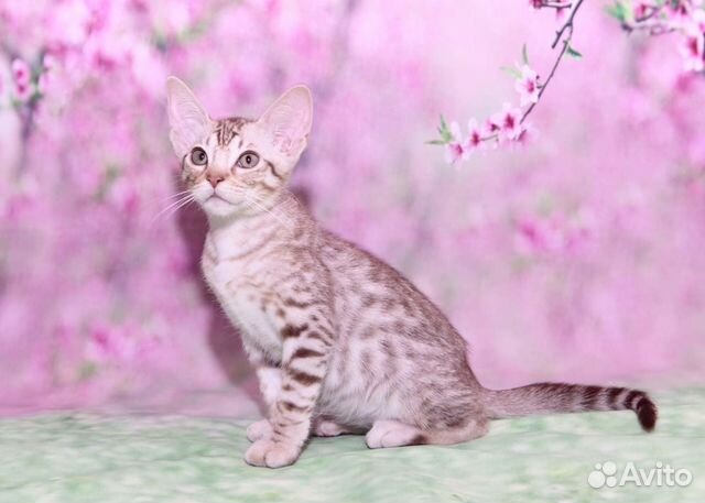 Оцикет котята серебро