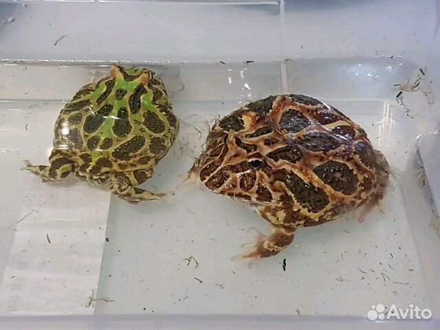 Рогатка