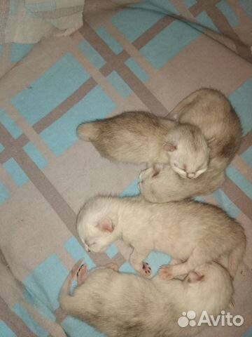 Британские котята