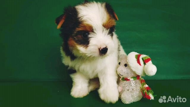 Бивер мальчик 2 месяца