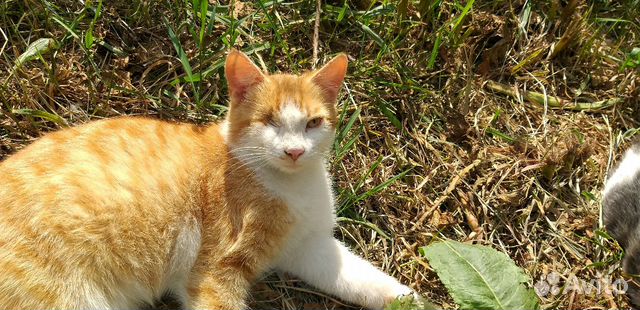 Котик по Имени Тишка/Тихон