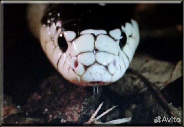 Калифорнийская королевская змея