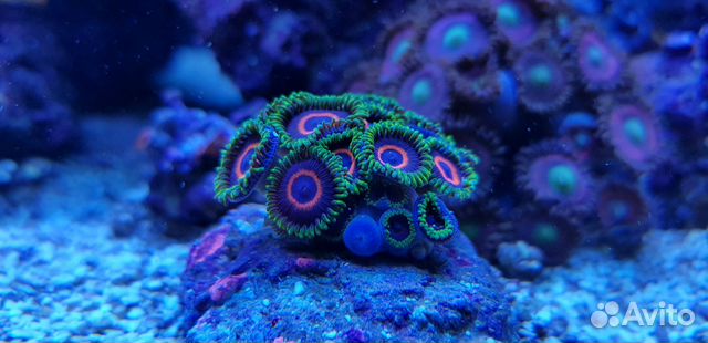 Морской аквариум. Продам зоантусы