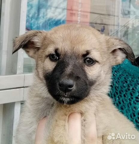 Ласковый умный щенок дворняги