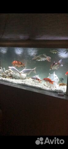 Аквариум
