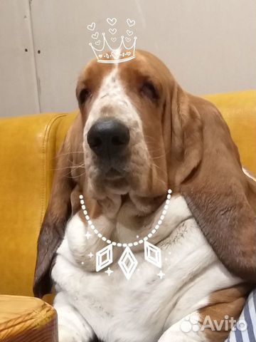 Щенки бассет-хаунда