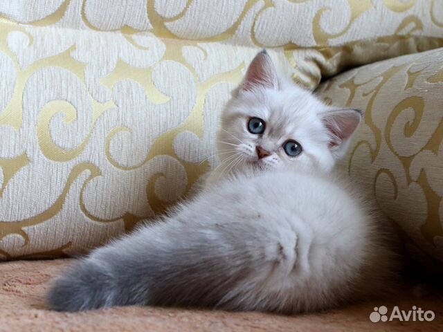 Роскошный котик страйт с синими глазами