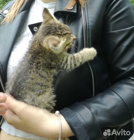 Котёнок в лучшие руки
