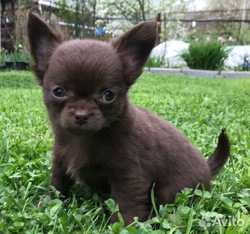 Чихуа красивые малыши - мальчики и девочки (видео)