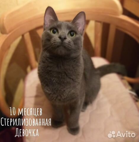 Котята и взрослые стерилизованные в дар хорошие ру