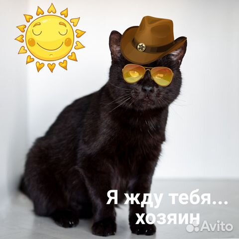 Брутальный красавчик Базилио очарует Вас