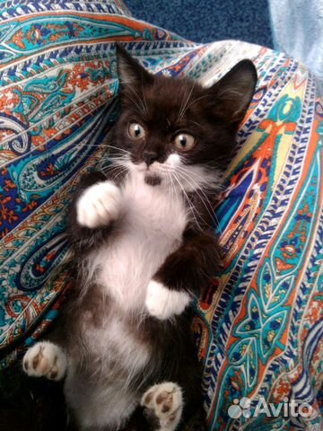 Котенок мальчик 1мес на пмж