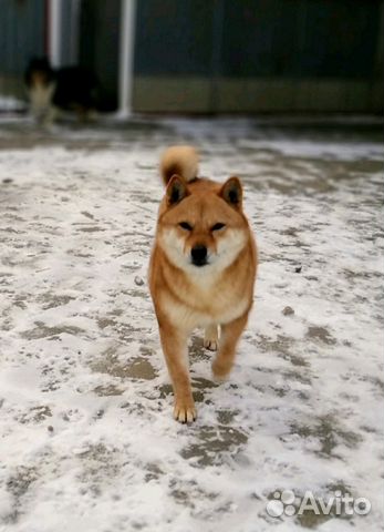 Сиба (Шиба Ину