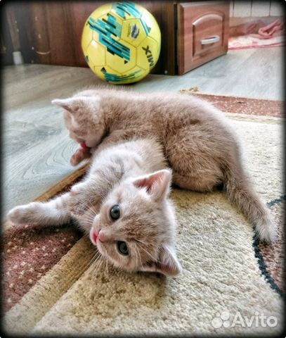 Шотландские котята