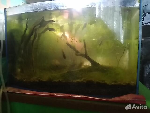 Аквариум 22 литра