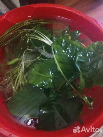 Прополка в дар