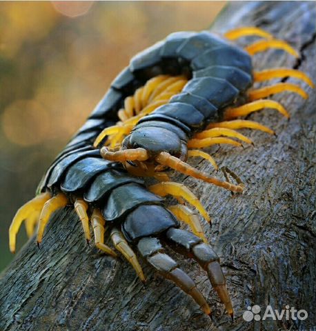 Сколопендра Кольчатая, Scolopendra Cingulata