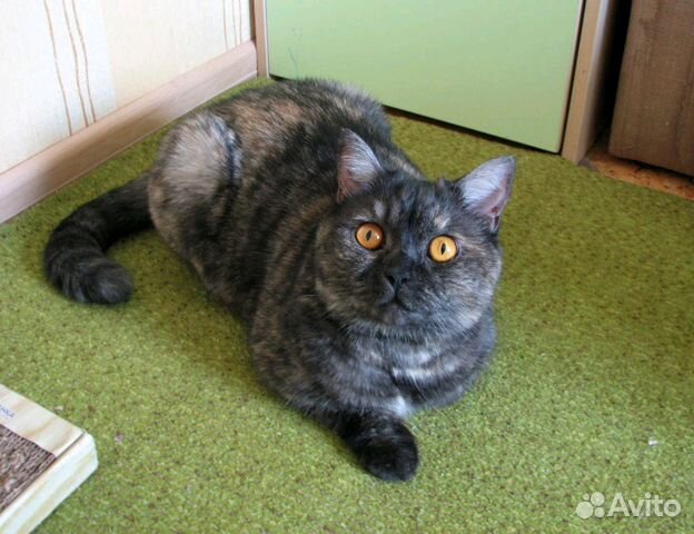 Британская кошка черепашка Маргоша 2года,здорова