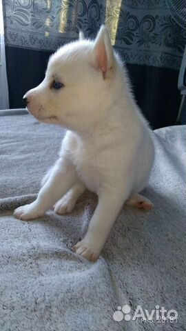 Хаски сибирские