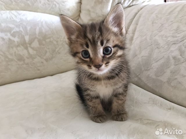 Котики британцы