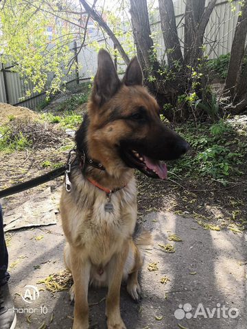 Молоденький Миф ищет семью