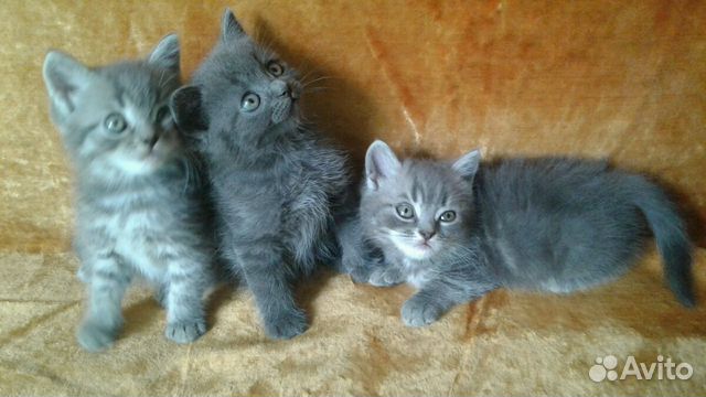 Продаются британские котята прямоушки (страйты)