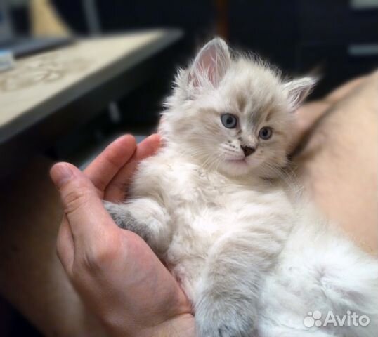 Породистый белый красивый котенок (девочка)