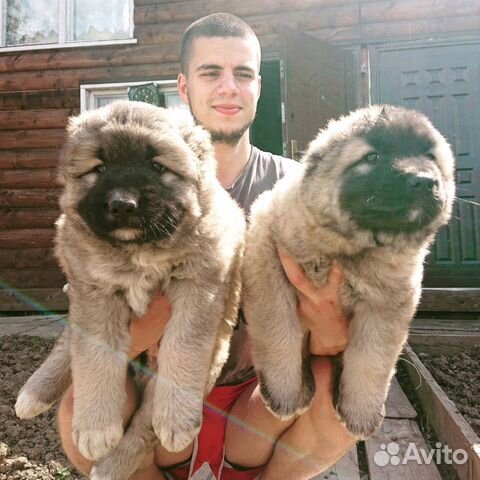 Щенки кавказкой овчарки