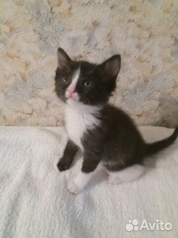 Котенок в добрые руки