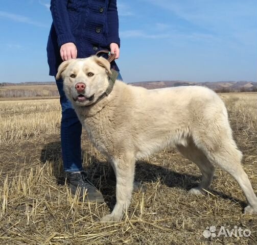 Отдам красивого пса